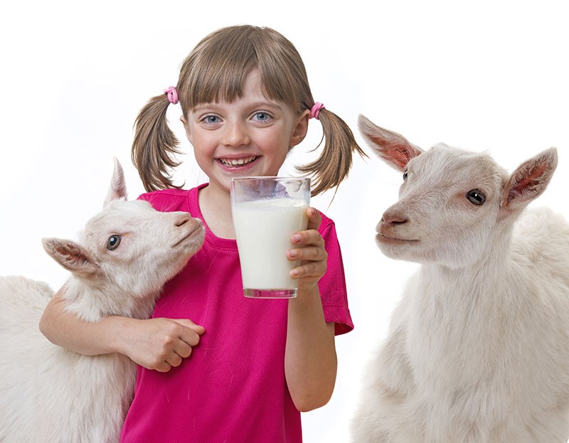 LE LAIT DE CHÈVRE EST MEILLEUR QUE LES AUTRES LAITS