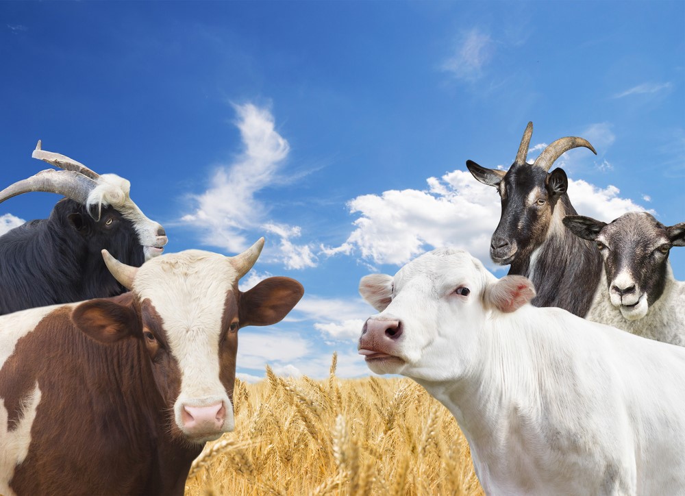 LE LAIT DE CHÈVRE EST MEILLEUR QUE LES AUTRES LAITS